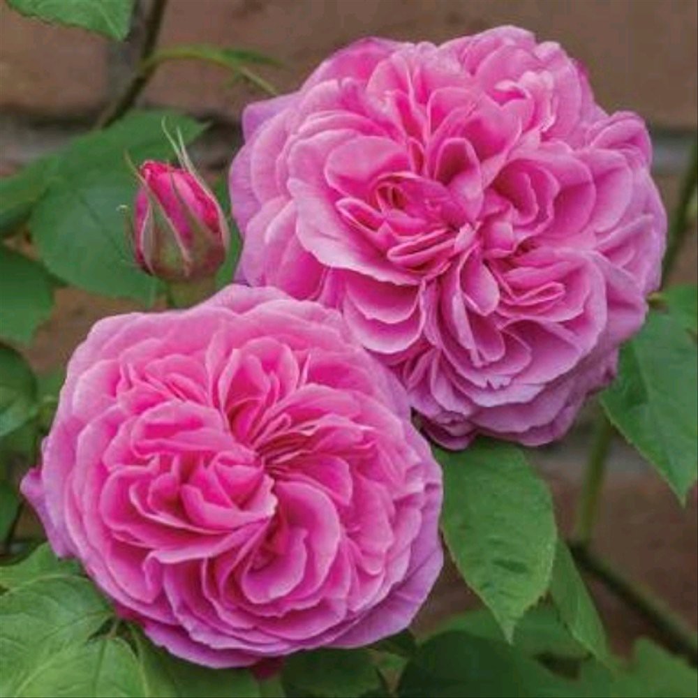 Jual 10 Benih Mawar Rosa Gertrude Jekyll | Shopee Indonesia