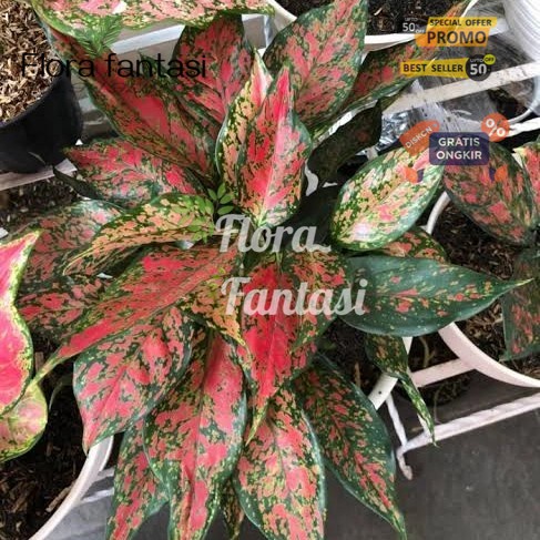 Jual tanaman hias bibit aglonema venus (tanaman hidup bunga hidup ...