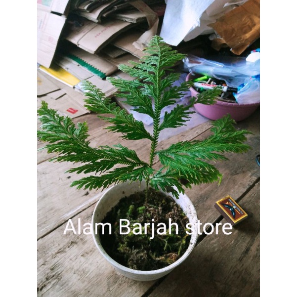 Jual Tanaman hias paku Rene / ekor merak (belii 5 gratis 2) | Shopee ...