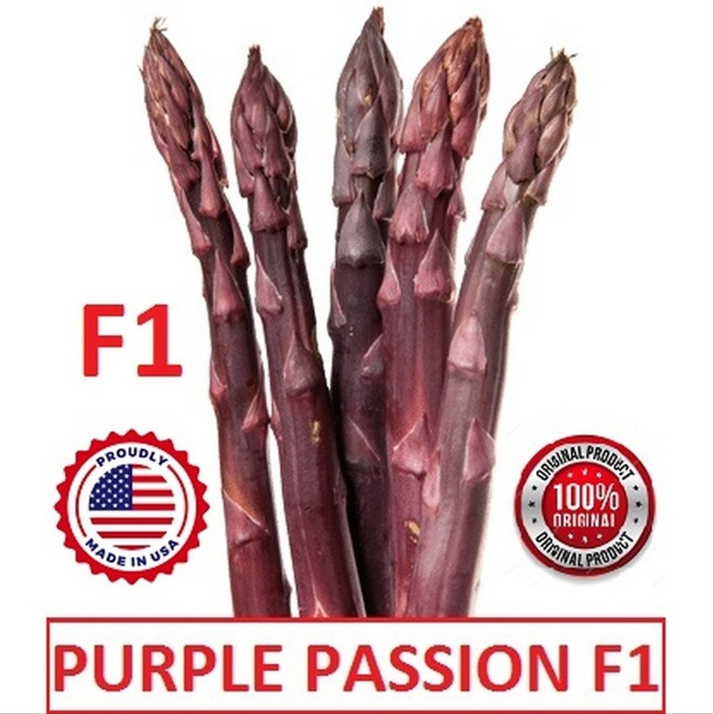 Jual 5 Benih F1 Asparagus varietas Purple Passion | Shopee Indonesia