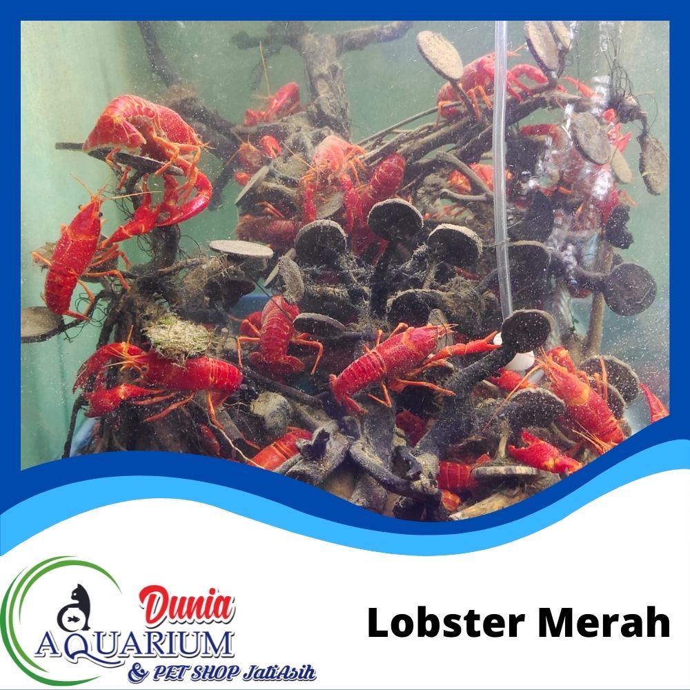 Jual Lobster Merah Orange Ikan Hias Air Tawar | Shopee Indonesia