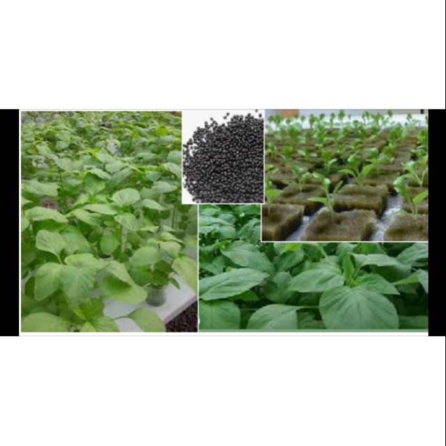 Jual Bibit benih bayam hidroponik hijau super golden, paket isi; 10 ...