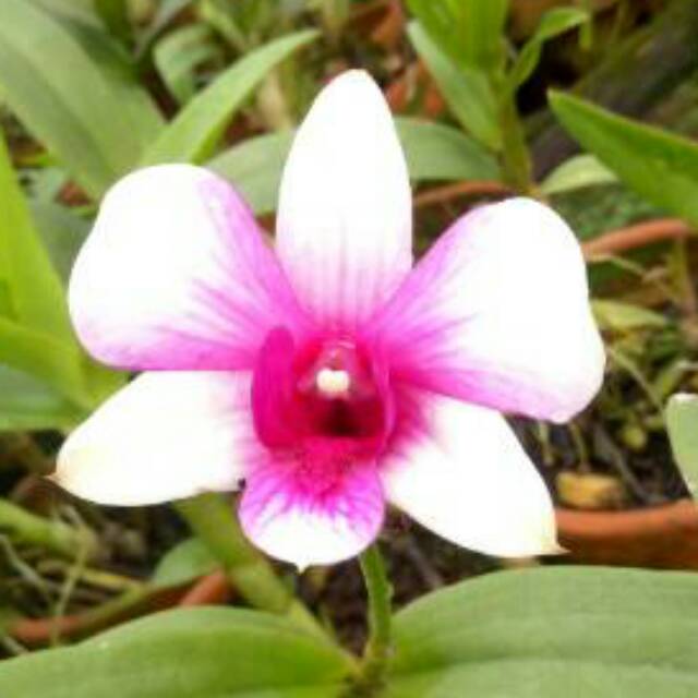 Jual Anggrek Dendrobium Caesar Teds | Shopee Indonesia