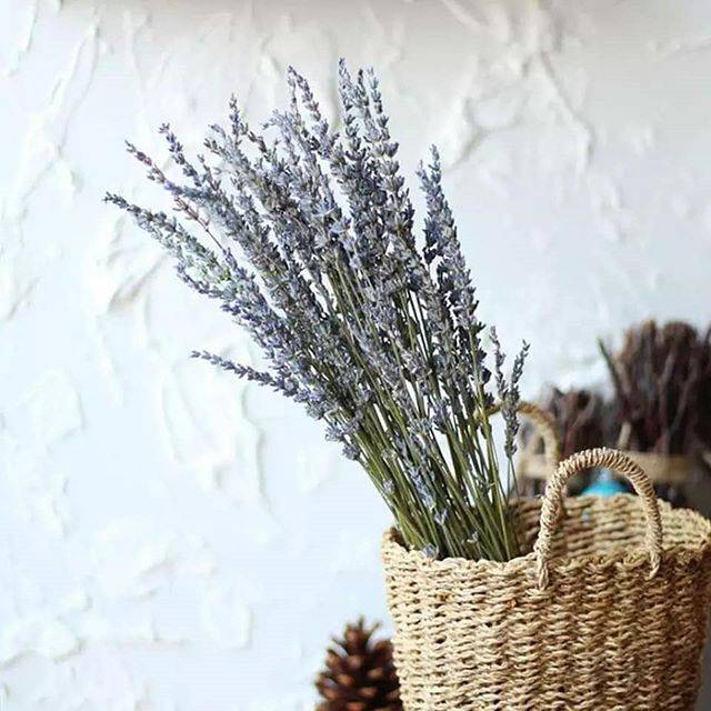 Jual Lavender kering min beli 10pc | Shopee Indonesia