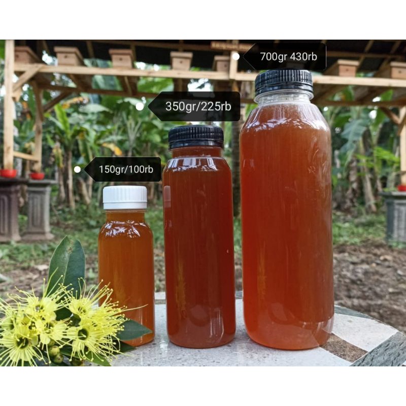 Jual Madu Klanceng Lebah Trigona Madu Kele Kele Asli | Shopee Indonesia