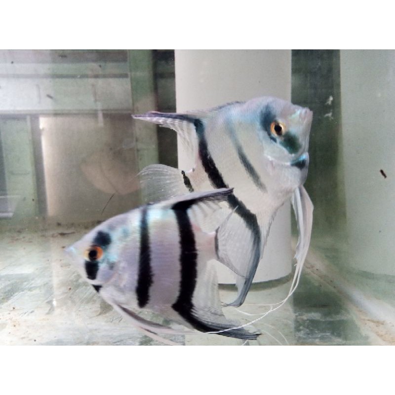 Jual manfhis blue pinoy | Shopee Indonesia