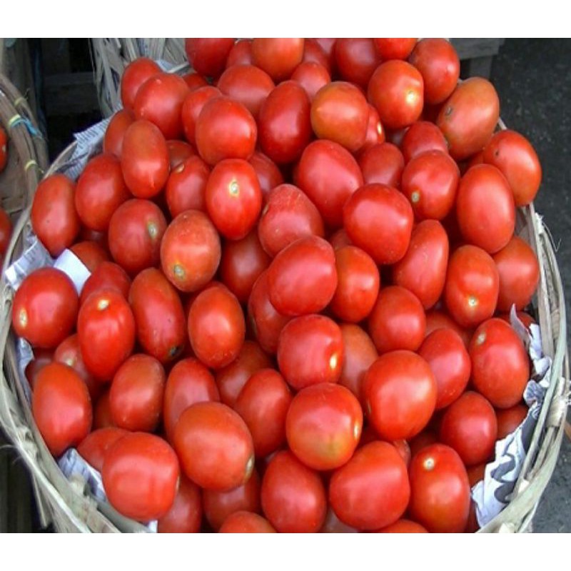 Jual Tomat Merah Segar/Tomat Buah/Tomat Jus | Shopee Indonesia