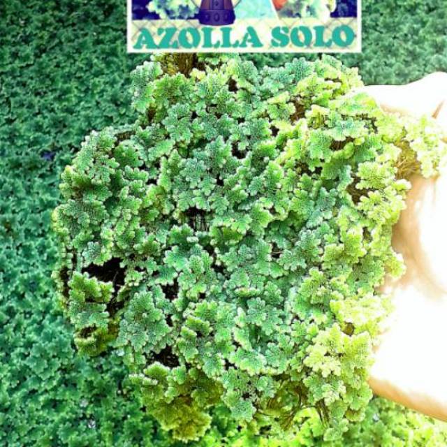 Jual AZOLLA MICROPHYLLA 500GRAM AZOLA PAKAN TERNAK | Shopee Indonesia