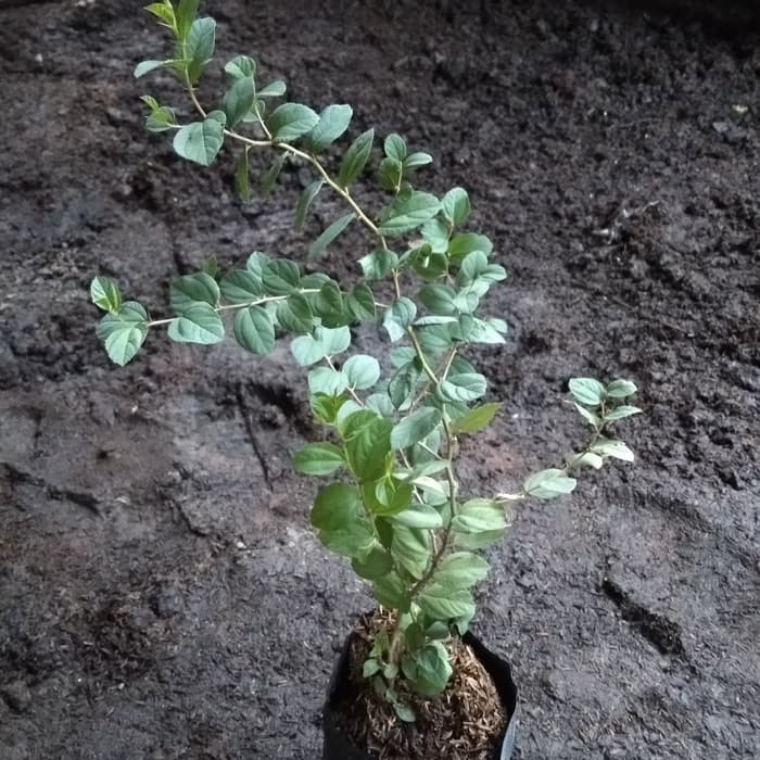 Jual Tanaman bidara | Shopee Indonesia