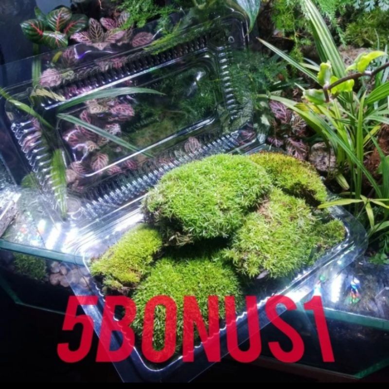 Jual PROMO 5 FREE 1 MOSS MUTIARA DARAT PALUDARIUM, TERRARIUM VIVARIUM ...