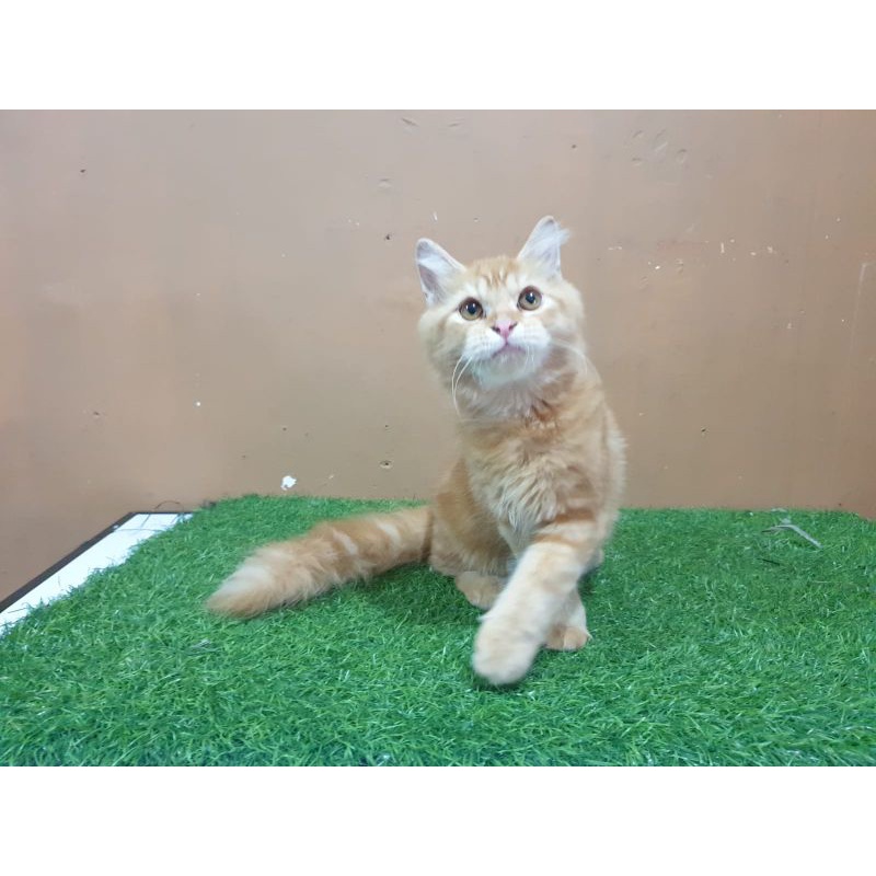 Jual Jual Kucing Mix Mainecon Big Bone | Shopee Indonesia