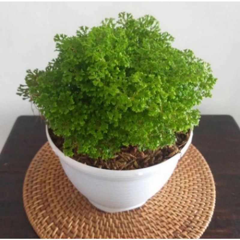Jual Pohon Lumut Ambon / Ande Ande Lumut Tanaman Hias Lumut Ambon ...