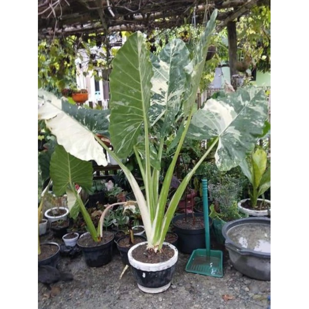 Jual bunga anakan alokasia sente variga albino murah | Shopee Indonesia