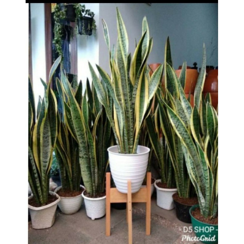 Jual Tanaman Lidah Mertua Tanaman Sansivera Garis kuning Terbaik ... Jual Tanaman Lidah Mertua Tanaman Sansivera Garis kuning Terbaik ...