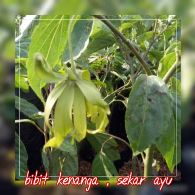 Jual Bunga Kenanga | Shopee Indonesia
