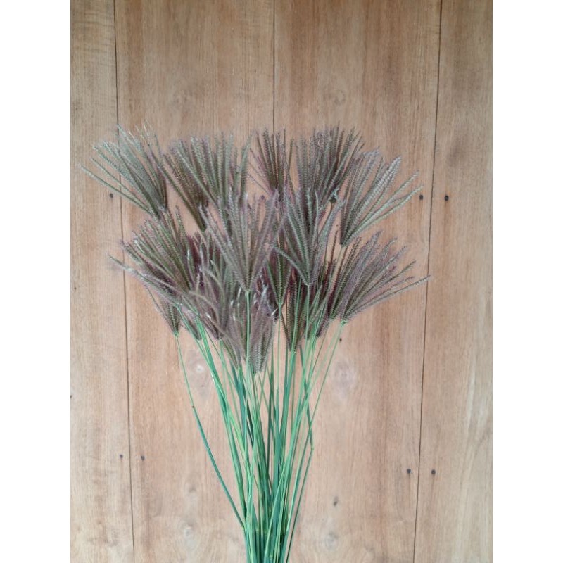 Jual dried cynodon grass Medusa grass ilalang kering bunga kering ...