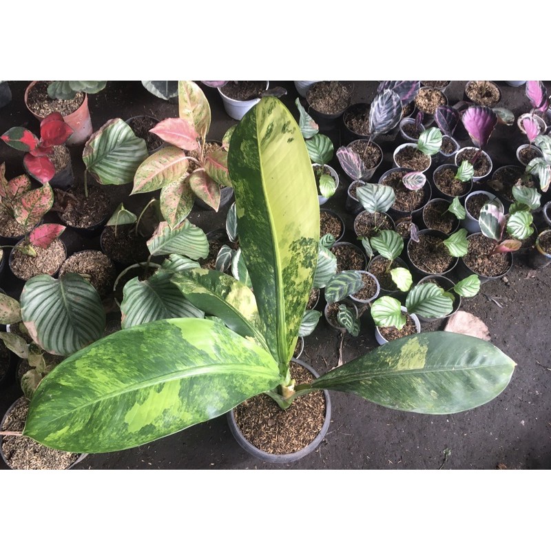 Jual Diven / difenbachia / difen giant congo varigata | Shopee Indonesia