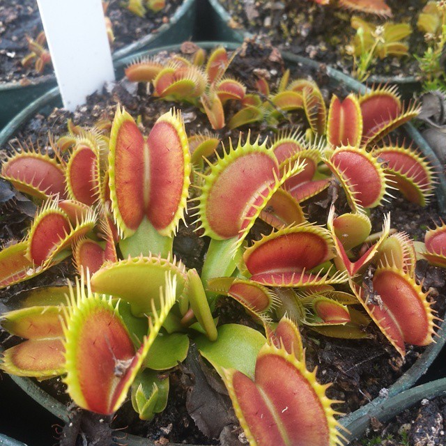 Jual Biji Venus Flytrap Brown - Tanaman Venus Flytrap Coklat - Bibit ...