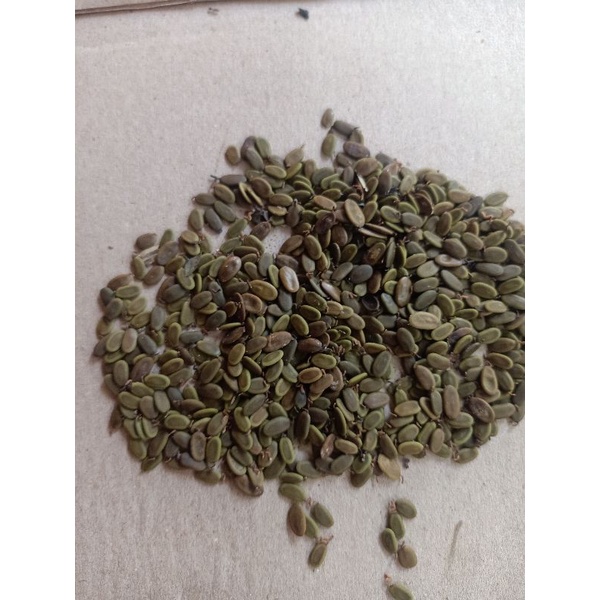 Jual benih kayu Albasia jengjen /100 butir | Shopee Indonesia