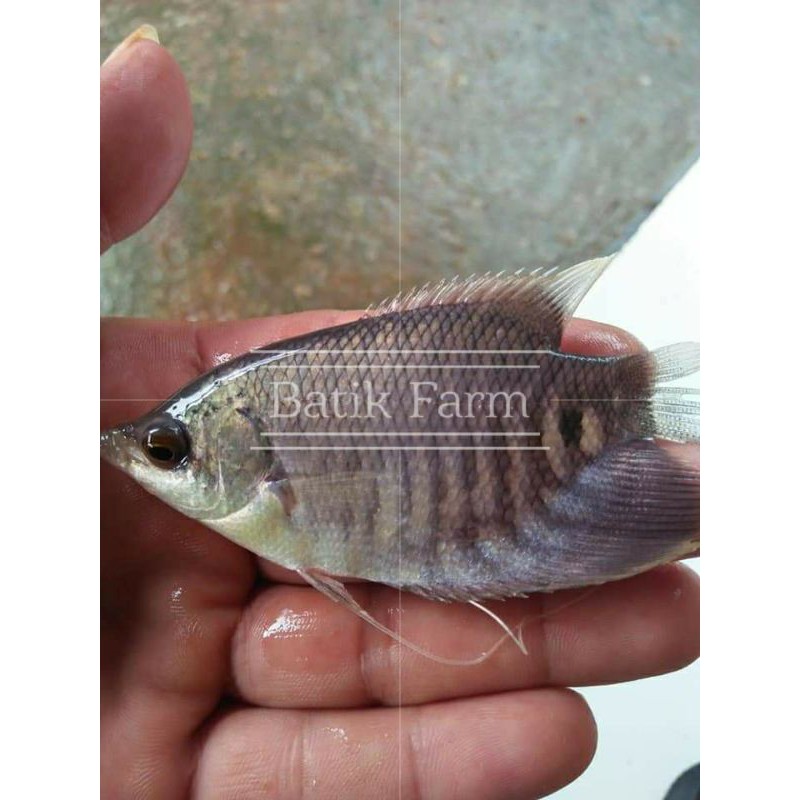 Jual Gurame soang ukuran 2 jari - Paket ikan gurame 25 ekor - Bibit ...