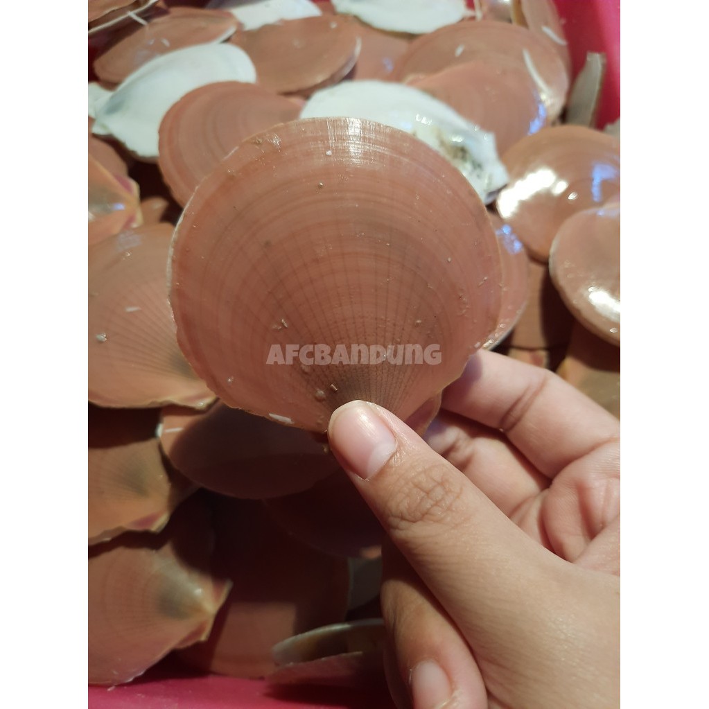 Jual Kerang Simping Scallops 1kg atau 500gr | Shopee Indonesia