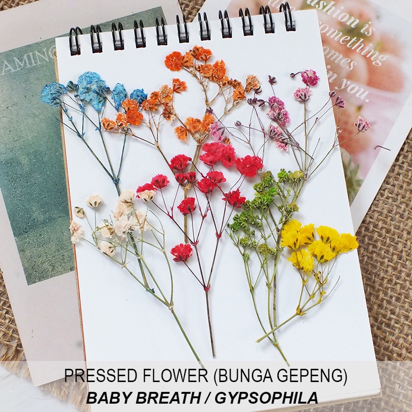 Jual Bunga Kering Asli Gypsophila Baby Breath Real Dry Flower Tangkai ...