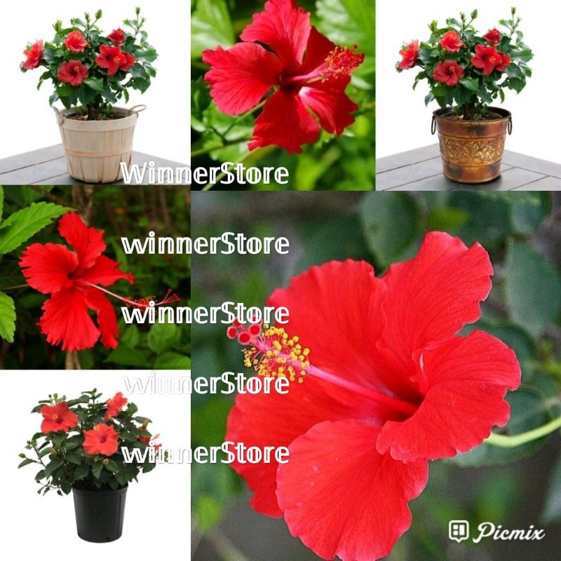 Jual Stek Bibit Bunga Sepatu Merah (5 Stek) | Shopee Indonesia