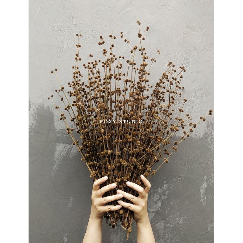 Jual DRIED MINI POMPOM / BUNGA POM POM MINI KERING / DRIED POM POM ...