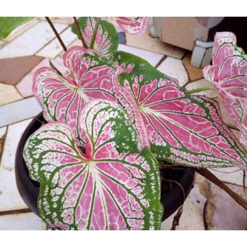 Jual bunga caladium wayang merah sudah berwarna helai daun 3sampai5 ...
