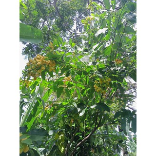 Jual Benih Kembang Simeut/Kisimeut/Bunga Belalang/Cassia antillana ...