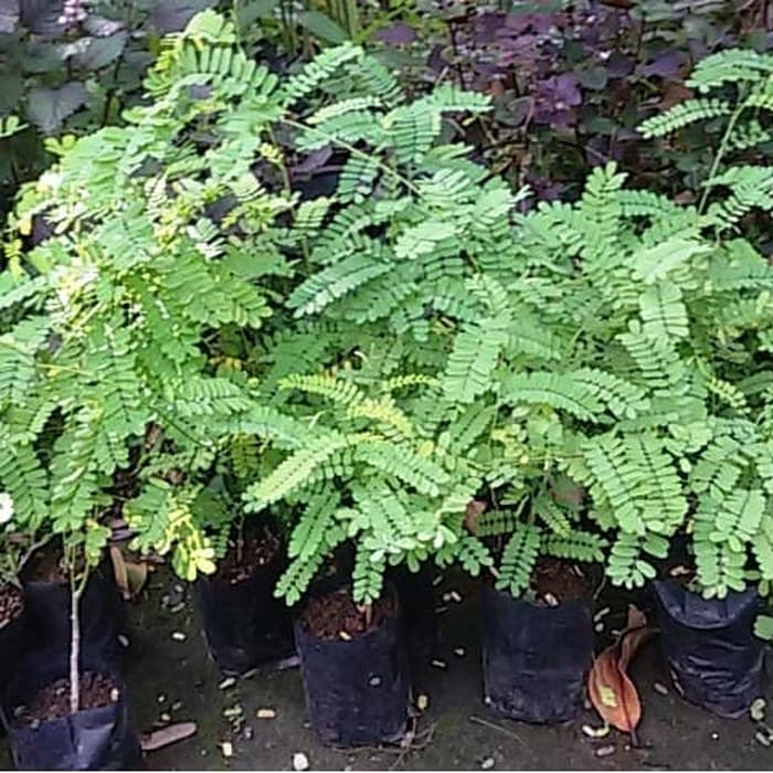 Jual Bibit Saga/Tanaman Herbal Saga/Saga Manis/Saga Rambat Daun Saga ...