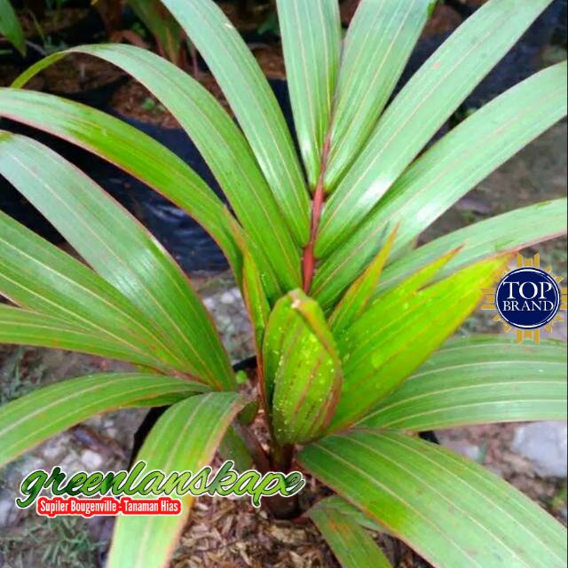 Jual tanaman palem botol merah amerika /red palm | Shopee Indonesia