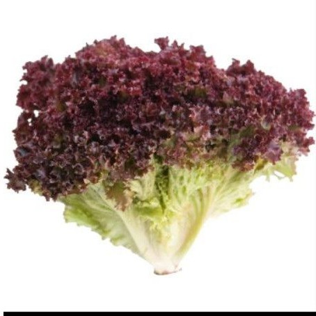 Jual Biji Selada Merah / Selada Red Rapid Lettuce | Shopee Indonesia