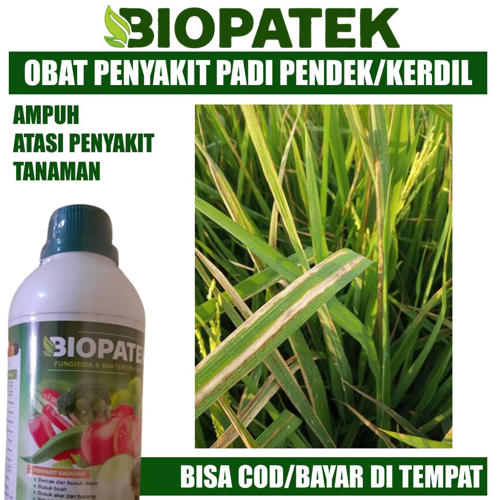 Jual (PROMO) BIOPATEK Obat Kerdil Padi Kresek, Blast, Merah Padi ...