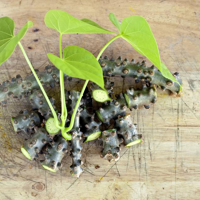 Jual Tanaman Obat Brotowali Bibit Brotowali Antawali Tinospora crispa ...