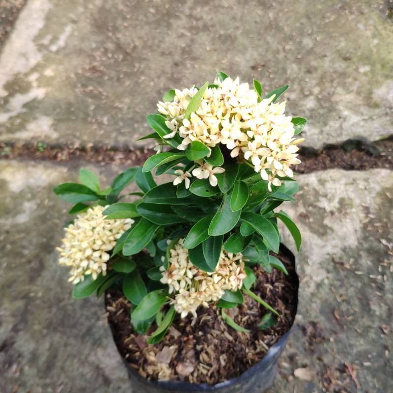 Jual Tanaman Hias Bunga Asoka Hawai Kuning ( Bunga Ixora ) | Shopee ...