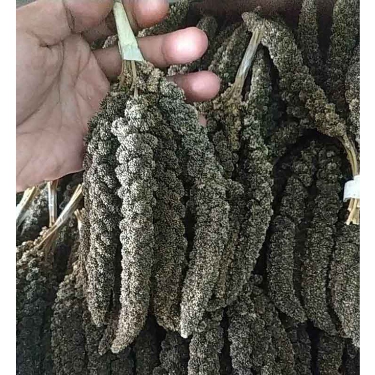 Jual 100 gram - Jewawut Tangkai hitam spray millet foxtail Pakan Burung ...