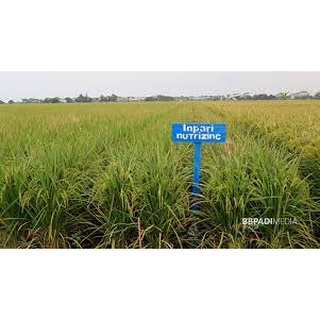 Jual Benih Padi Inpari Varietas Nutrizinc Inpari IR Nutri Zinc Berat ...