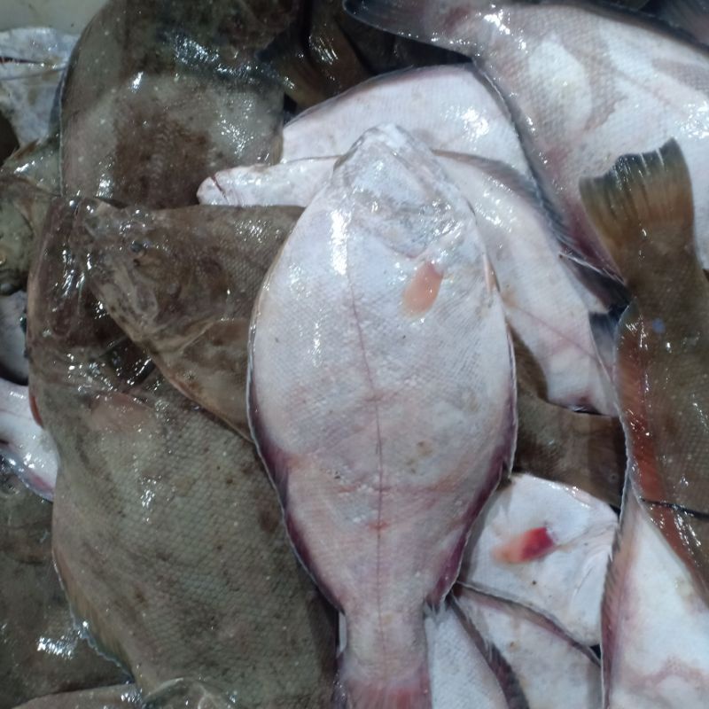 Jual Ikan Sebelah || 500gr | Shopee Indonesia