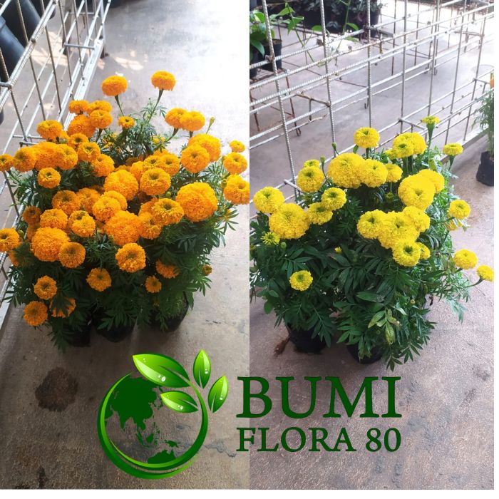 Jual Tanaman hias bunga marygold/marigold /Mary gold kuning dan oranye ...