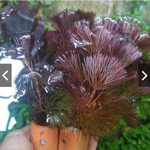 Jual Tanaman hias kabomba merah aquascape per pot | Shopee Indonesia