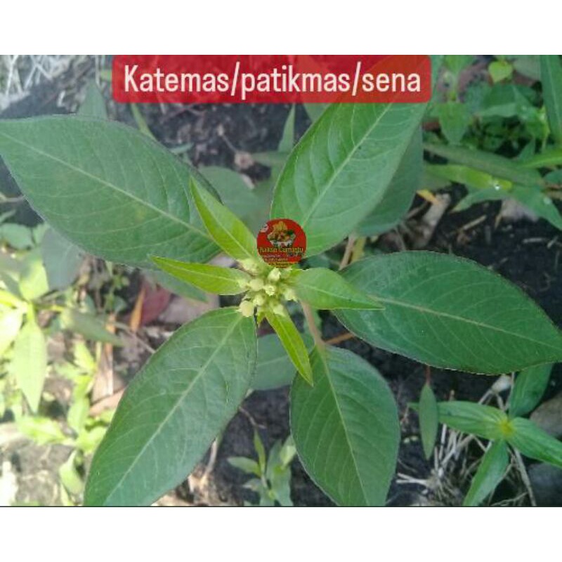 Jual 100 Gram Daun Katemas segar , Kate Mas , patik mas , suduk mentul ...