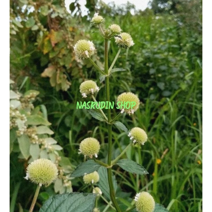 Jual BIBIT TANAMAN HYPTIS / HYPTIS CAPITATA / BUNGA KENOP / RUMPUT KNOP ...