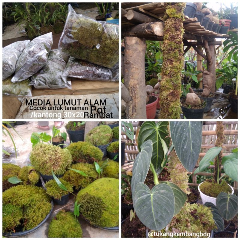Jual media lumut tanaman | Shopee Indonesia