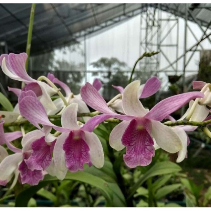 Jual Pohon Bunga Anggrek Dendrobium Dewasa Mayang Muarai Sudah Spike ...
