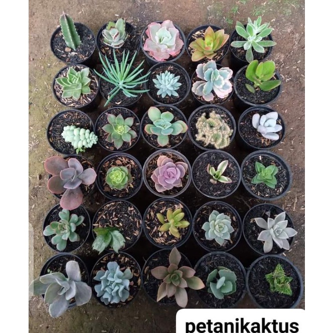 Jual Sukulen Paket Skulen 30pcs +pot | Shopee Indonesia