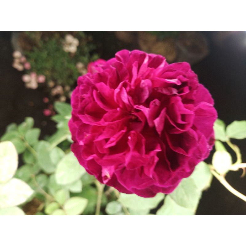 Jual mawar import mustead wood | Shopee Indonesia