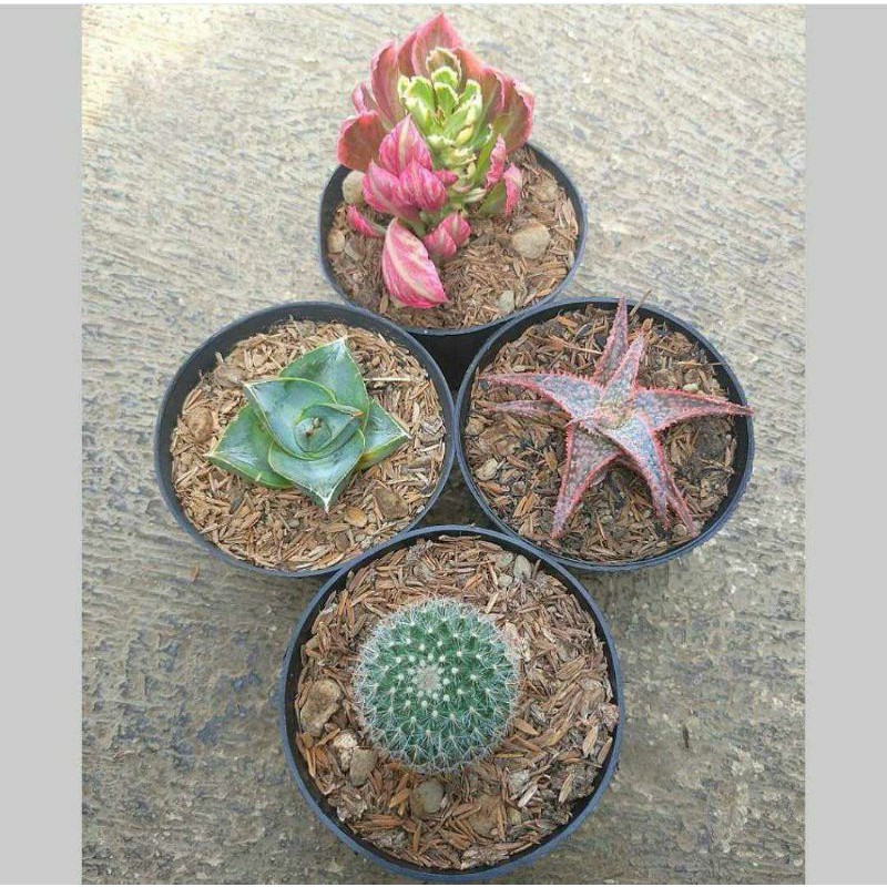Jual macam macam tanaman hias skulen | Shopee Indonesia