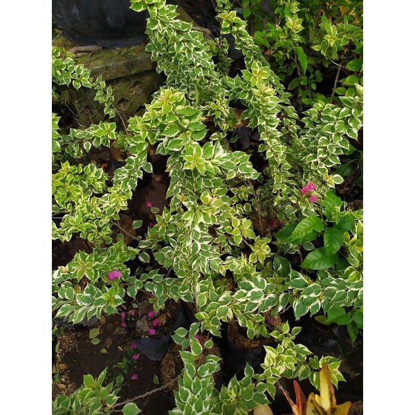 Jual Bunga Bougenville Thai Cantik Segar Tanaman Hias Hidup Shopee