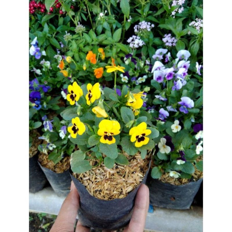 Jual Tanaman hias bunga pansy viola / Viola pansy | Shopee Indonesia